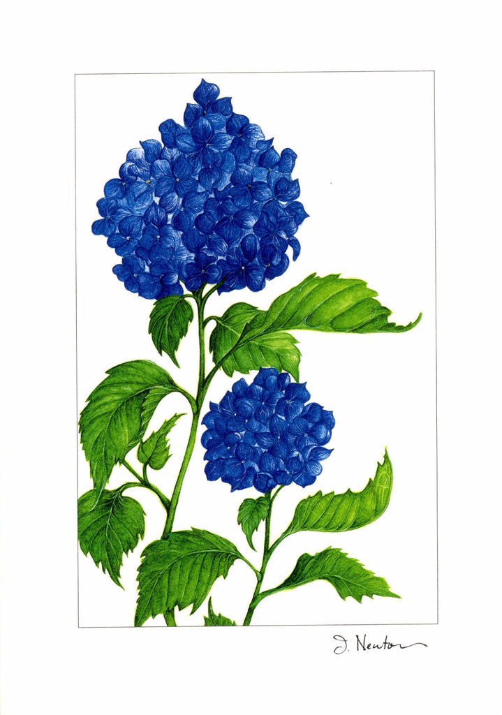 Hydrangea – joy newton